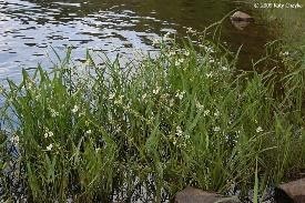 Aquatic Phytoremediation | Geoengineer.org
